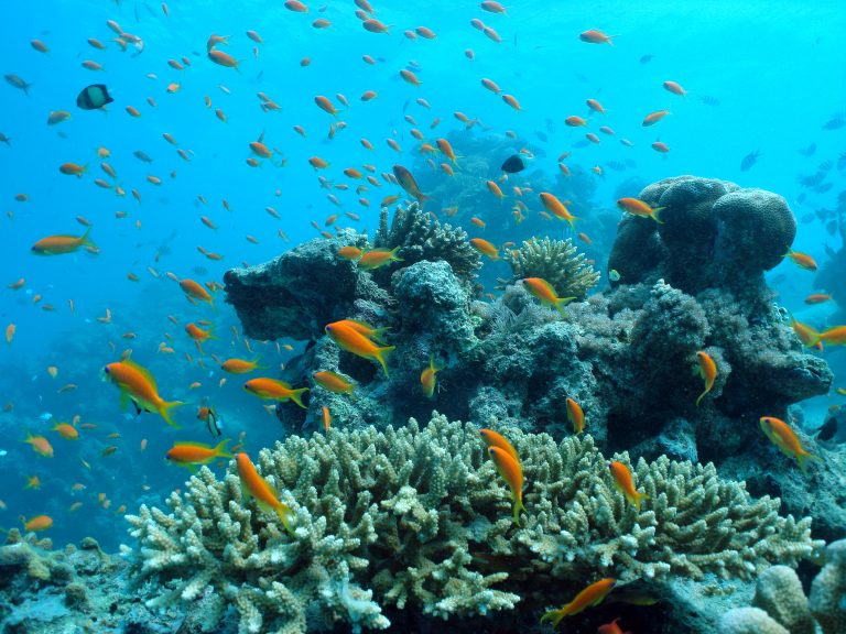 Ecological roles and importance of marine mammals in aquatic ecosystems ...