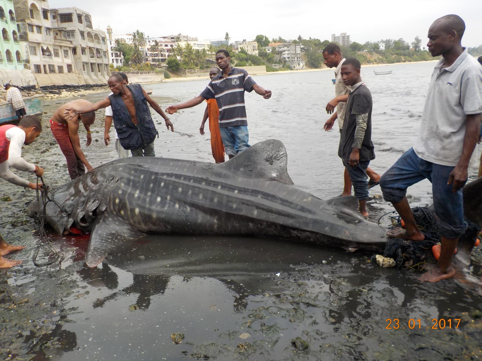 Addressing and mitigating marine megafauna bycatch • Marine ...