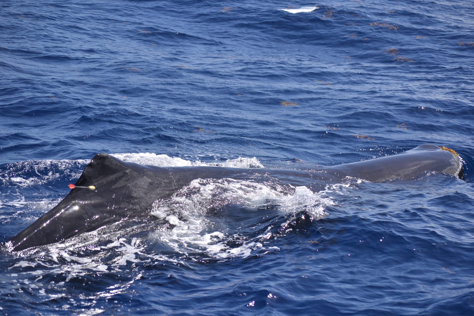 Behavioral ecology of whales and dolphins • Marine Conservation Ecology Lab