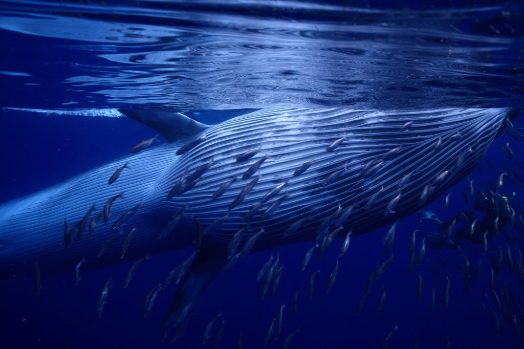 Trophic interactions and behavior of Bryde’s whales and other cetaceans ...