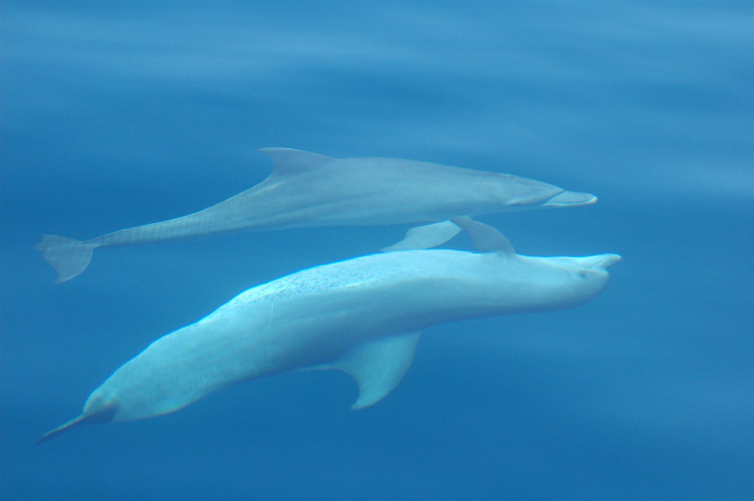 Developing new behavioral tags for small cetaceans • Marine ...