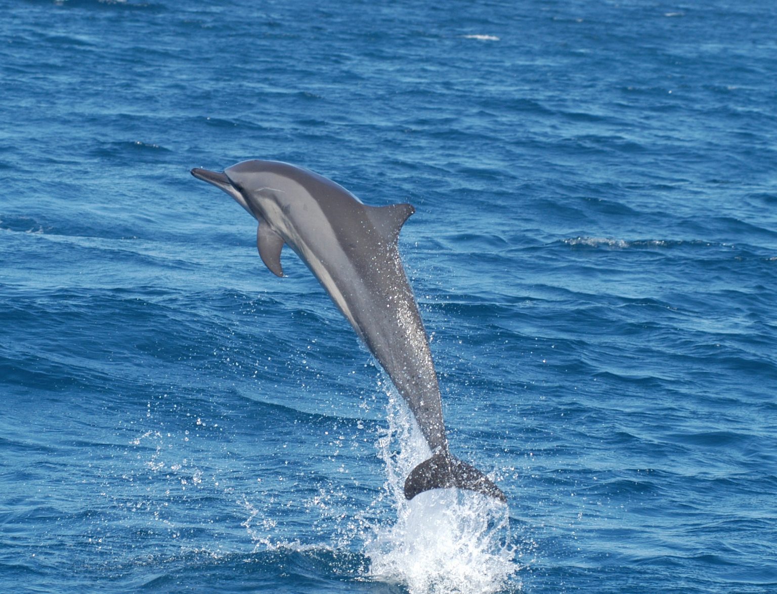 Developing new behavioral tags for small cetaceans • Marine ...