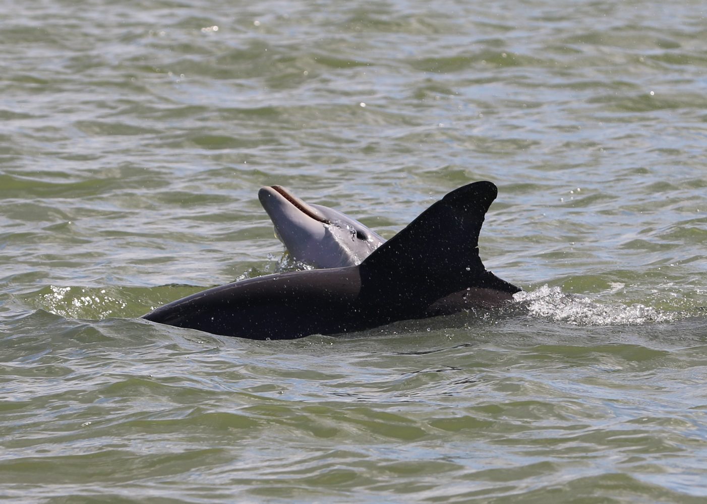 Impact of environmental changes on coastal dolphins • Marine ...