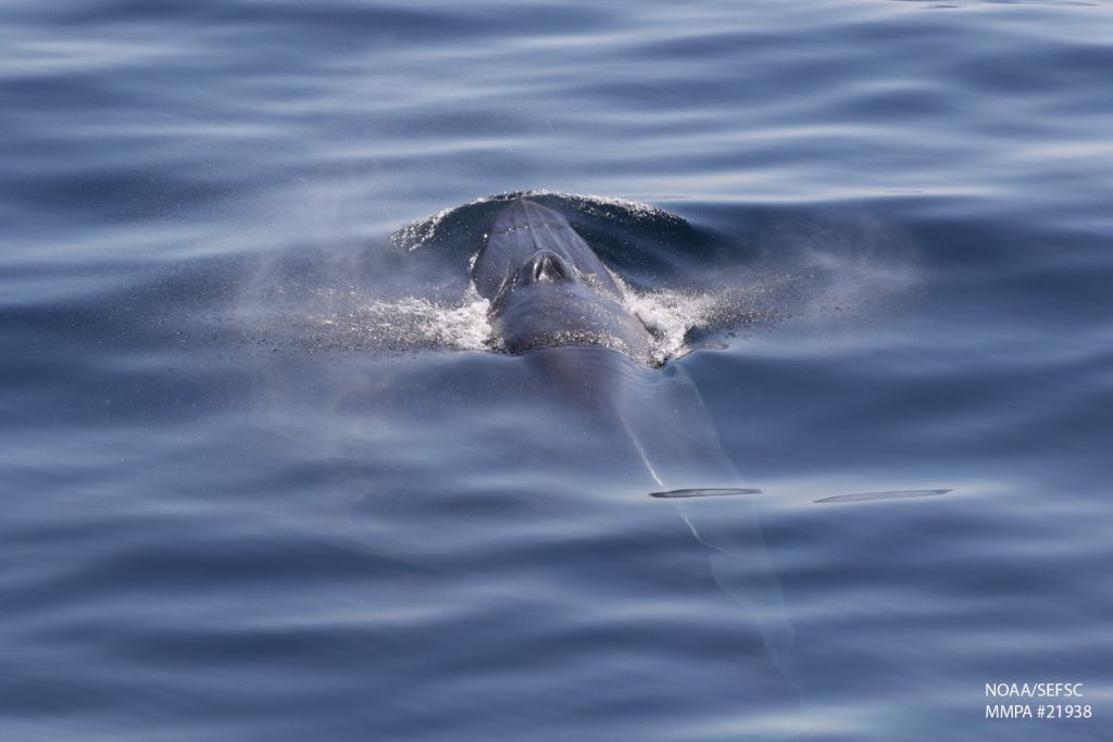 Trophic interactions and behavior of Rice’s whales and other cetaceans ...