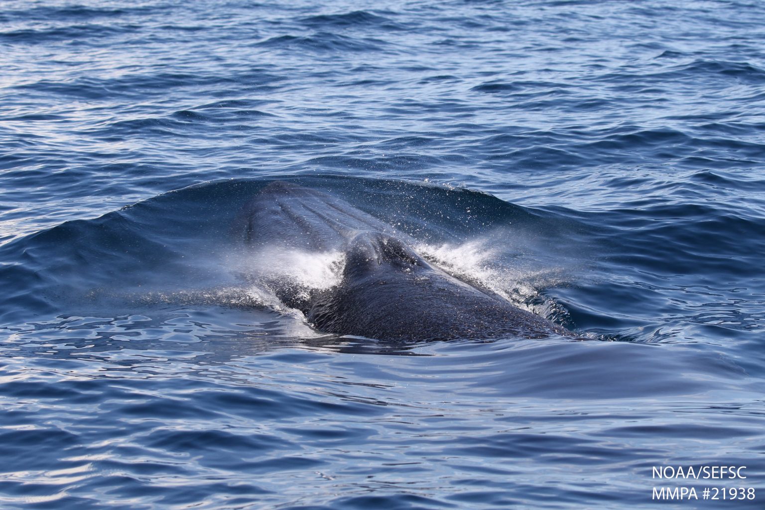 Trophic interactions and behavior of Rice’s whales and other cetaceans ...