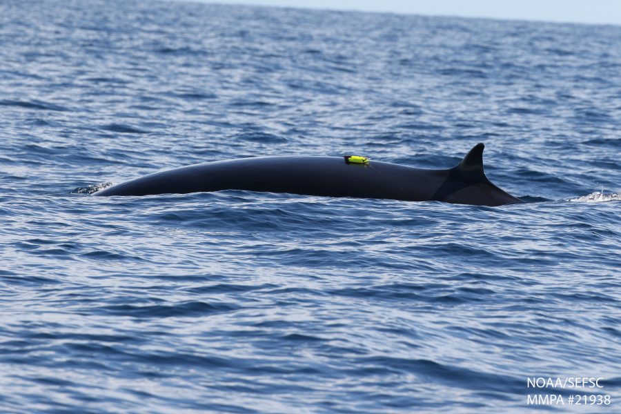 Trophic interactions and behavior of Rice’s whales and other cetaceans ...
