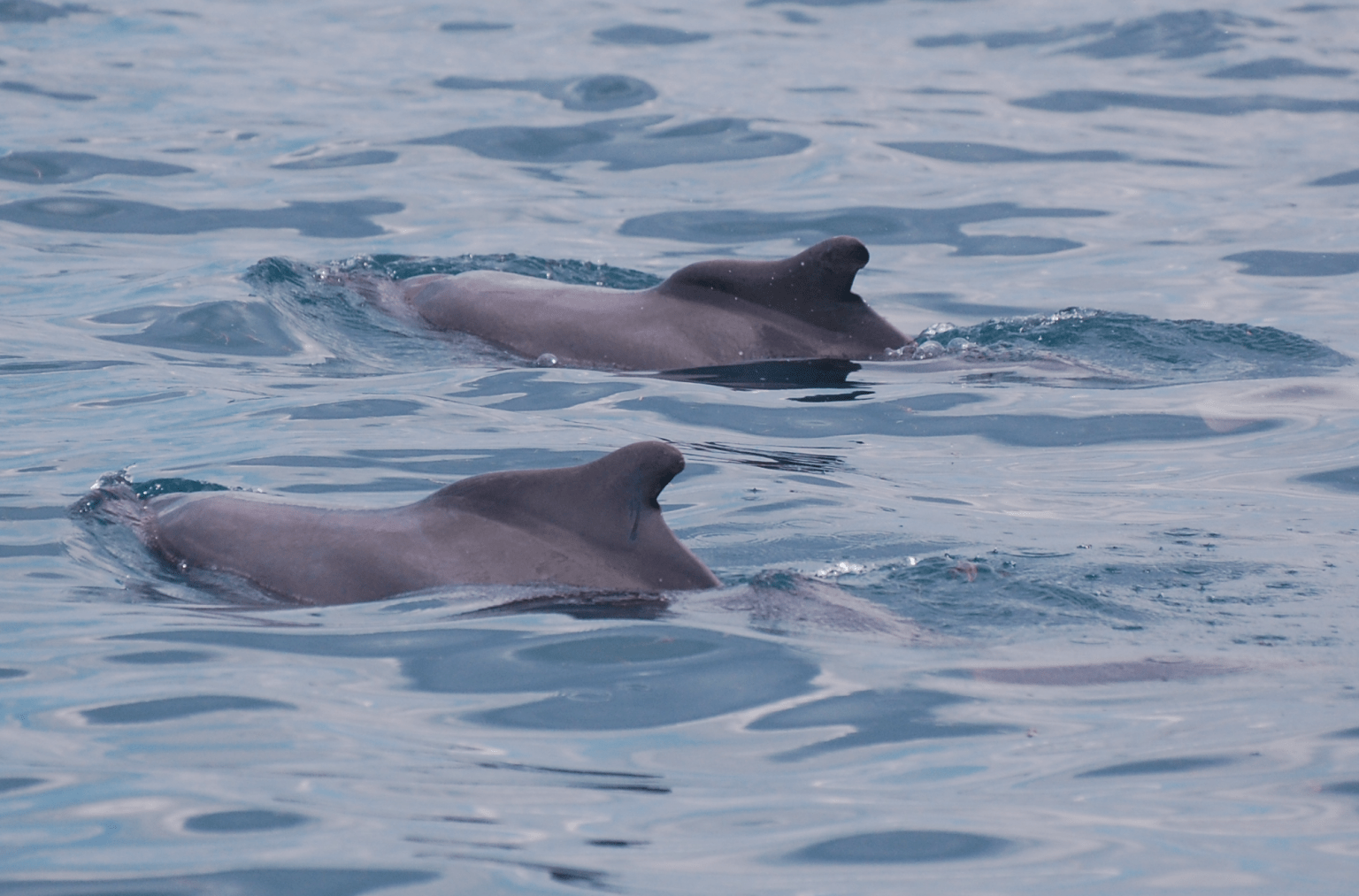 Ecology and conservation of Indian Ocean humpback dolphins in ...