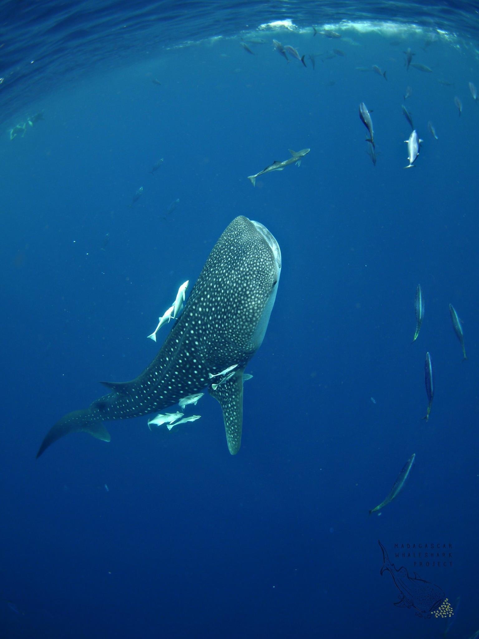Ecology, behavior and conservation of whale sharks in Madagascar ...