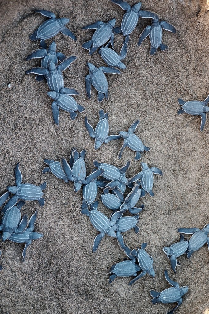 Teaching • Marine Conservation Ecology Lab