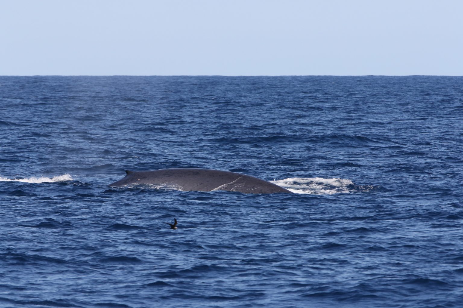 Ecology of blue whales and other cetaceans in the Seychelles • Marine ...