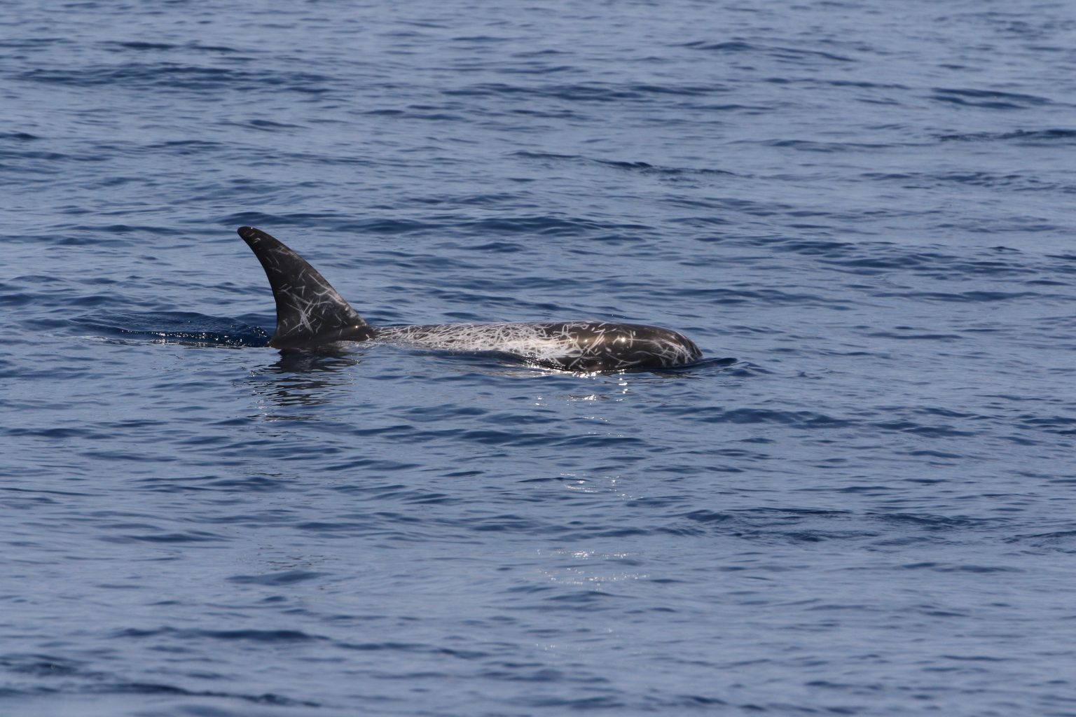 Ecology of blue whales and other cetaceans in the Seychelles • Marine ...