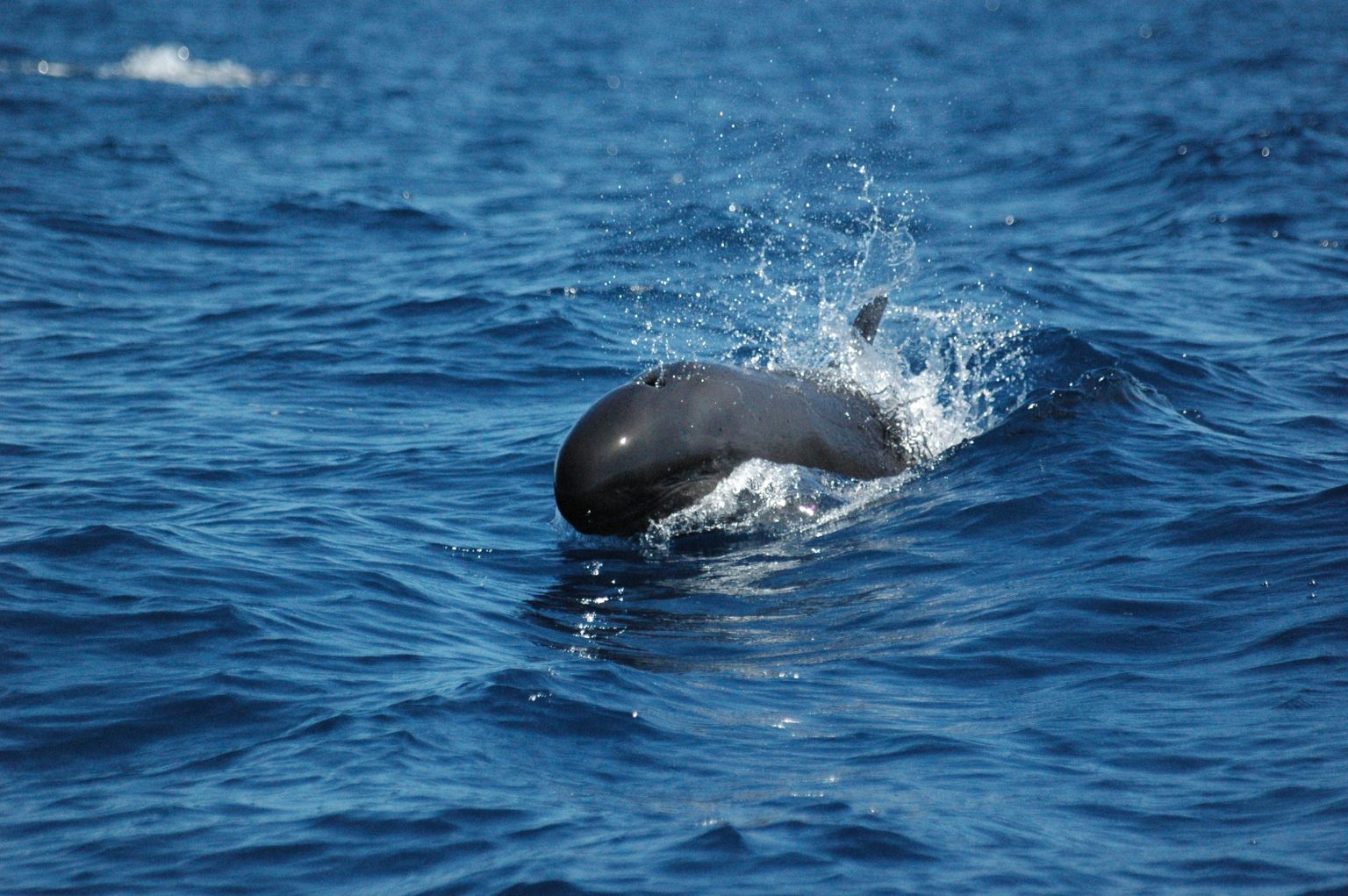 Ecology of blue whales and other cetaceans in the Seychelles • Marine ...